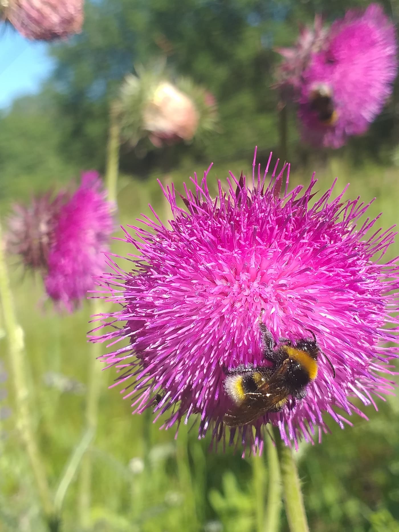 Sielmanns Naturlandschaft Döberitzer Heide – Familienausflug // HIMBEER